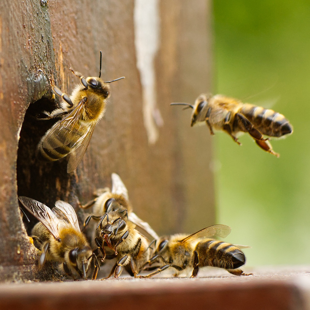 Recognizing infections in bees - fzmb GmbH - Research Center for ...